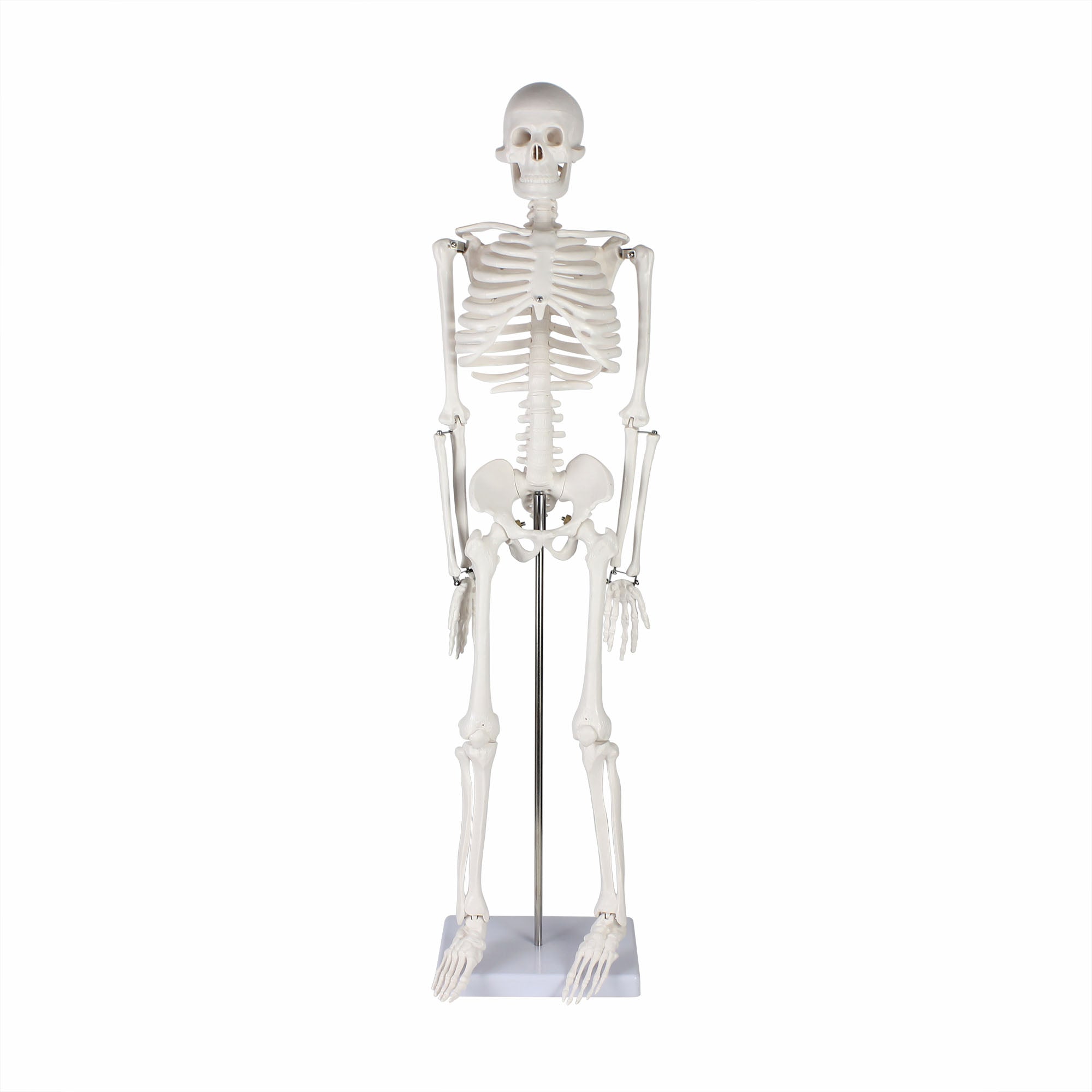 Life-size Human Skeleton Model – www.texet.com